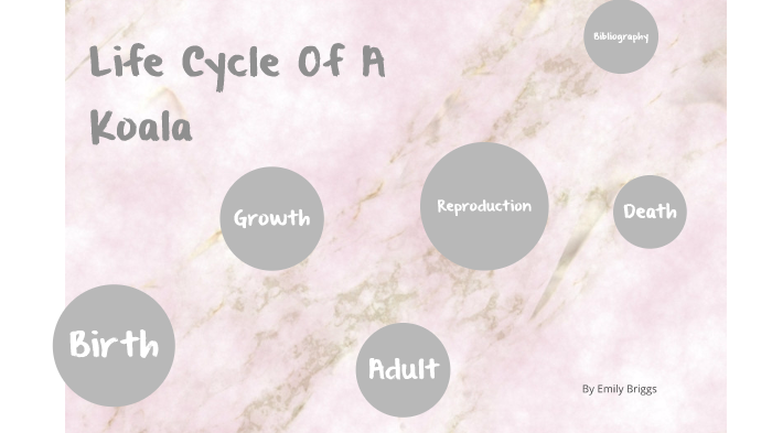 Life cycle of a koala by Emily Briggs on Prezi