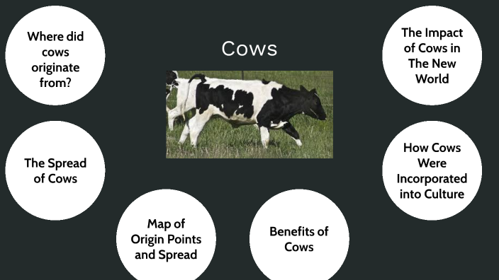 Columbian Exchange cows by EVELYN SATURNO VELAZQUEZ on Prezi