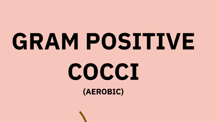 GRAM POSITIVE COCCI (AEROBIC) by Leonor Rivera on Prezi