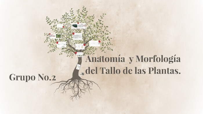 anatomía y morfología vegetal by estuardo macario ramos on Prezi
