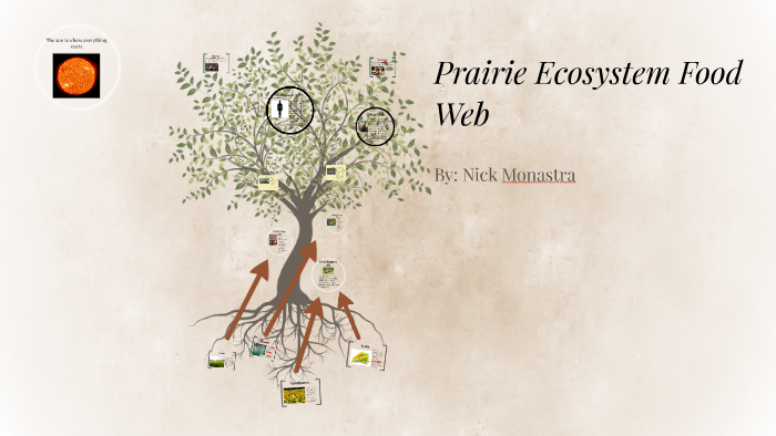 Prairie Ecosystem Food Web by NS Monastra on Prezi