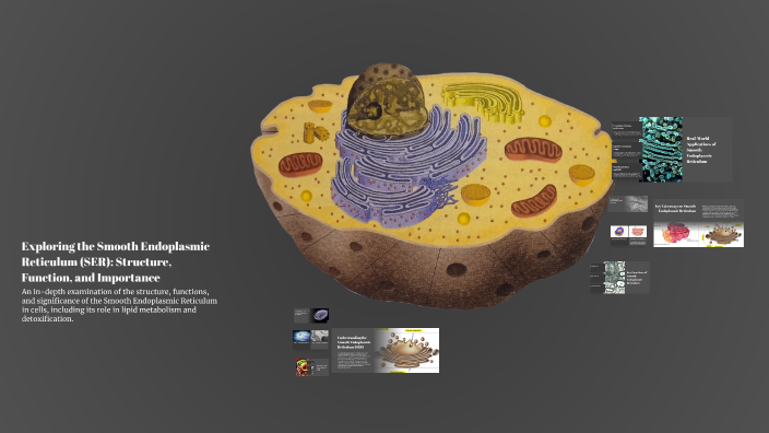 Exploring the Smooth Endoplasmic Reticulum (SER): Structure, Function ...