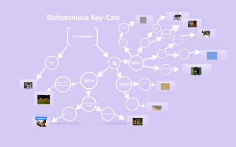 Dichotomous Key- Cats by Mercedez Ciutti on Prezi