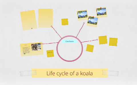 Life cycle of a koala by lily crisp on Prezi