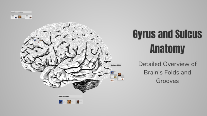 Gyrus and Sulcus Anatomy by ishan on Prezi