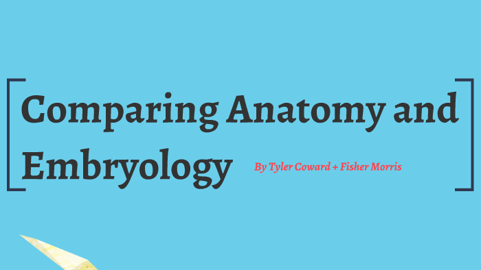 Comparing Anatomy and Embryology by Tyler Coward on Prezi