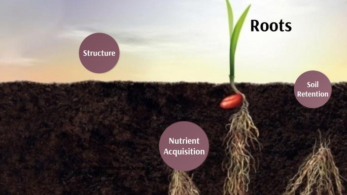 Plant Roots - Structure and Function by Caroline Schlutius on Prezi