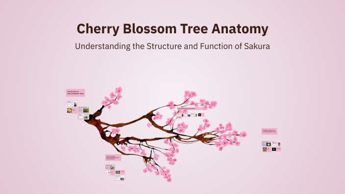 Cherry Blossom Tree Anatomy by Jermyra Damour on Prezi