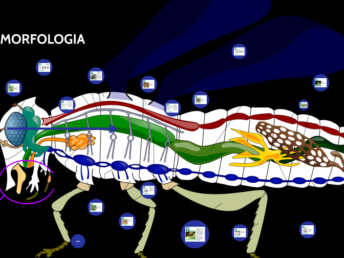 MORFOLOGÍA INSECTOS by Javier Rosas Perez on Prezi