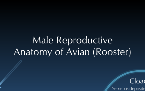 Male Reproductive Anatomy of Avian (Rooster) by Cassie Boggs on Prezi