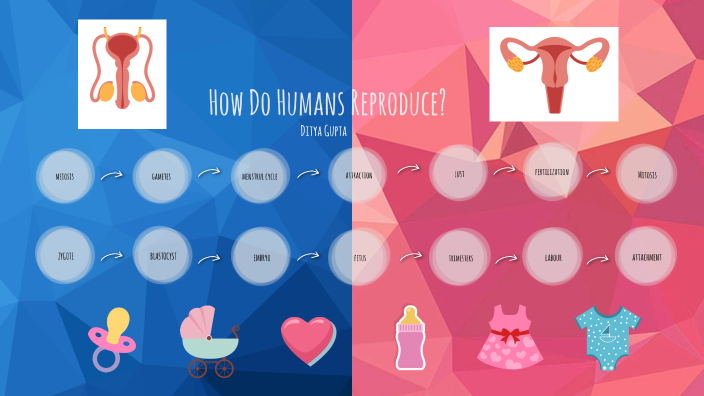 how do humans reproduce by Ditya Gupta on Prezi