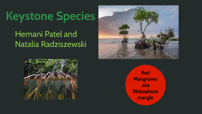 Keystone Species by Hemani Patel on Prezi