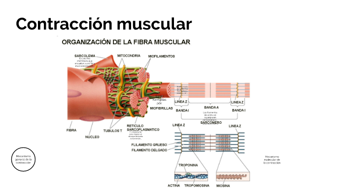Contracción muscular by Andrea León