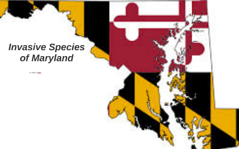 Invasive Species of Maryland by Ethan Bello on Prezi