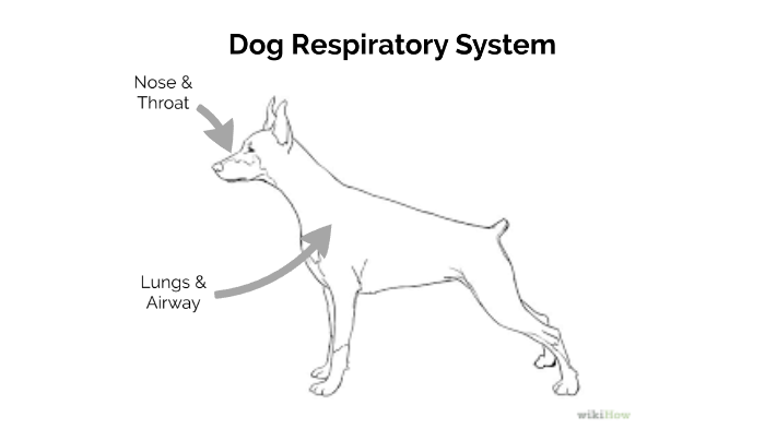 Dog Respiratory System by Hilary Cortez on Prezi