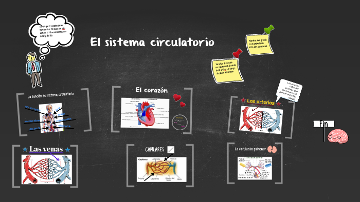 El sistema circulatorio by Martina robledo on Prezi