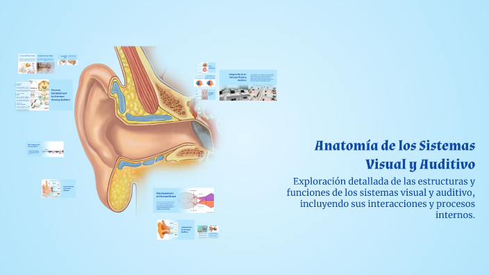 Anatomía de los Sistemas Visual y Auditivo by mel fb on Prezi