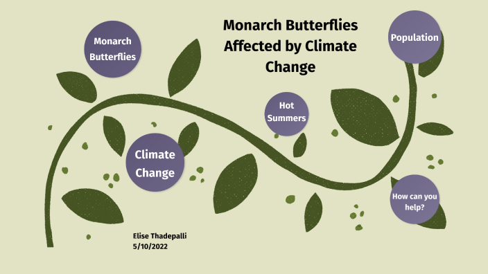 Monarch Butterflies Affected by Climate Change by Elise Thadepalli on Prezi