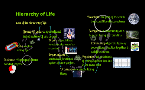 Hierarchy of Life by tarnell mccray on Prezi