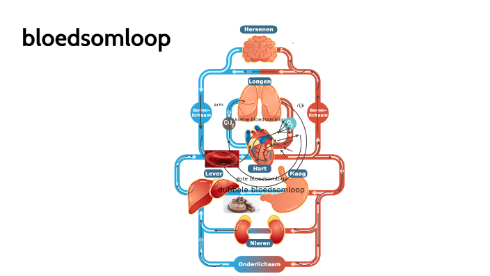 Bloedomloop by Sophie Schmit on Prezi