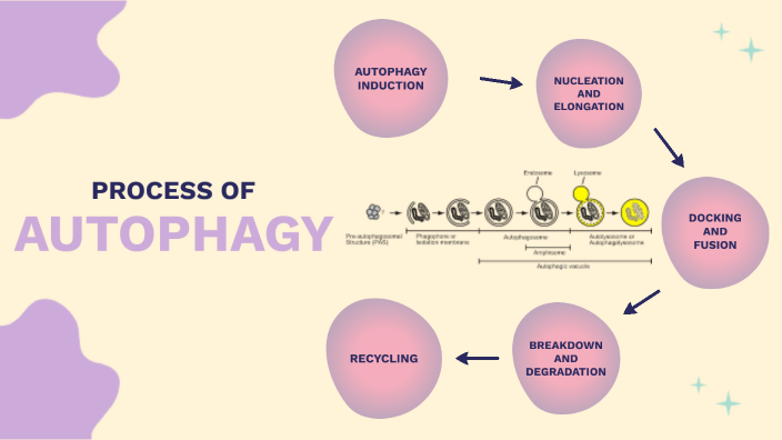 Bio - Autophagy Sequence Diagram by Jazrel Pauline Kallos on Prezi
