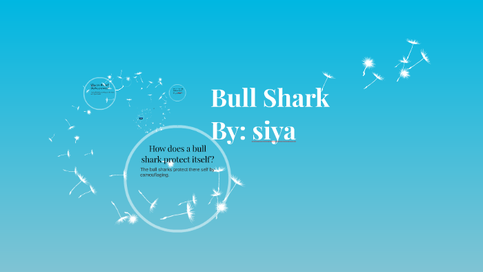 bull shark by Mrs. Bonk on Prezi