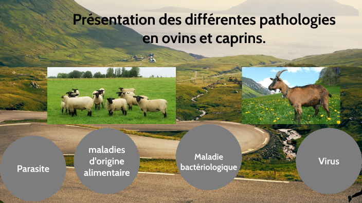 maladie petit ruminant by ROBIN Loyzance on Prezi