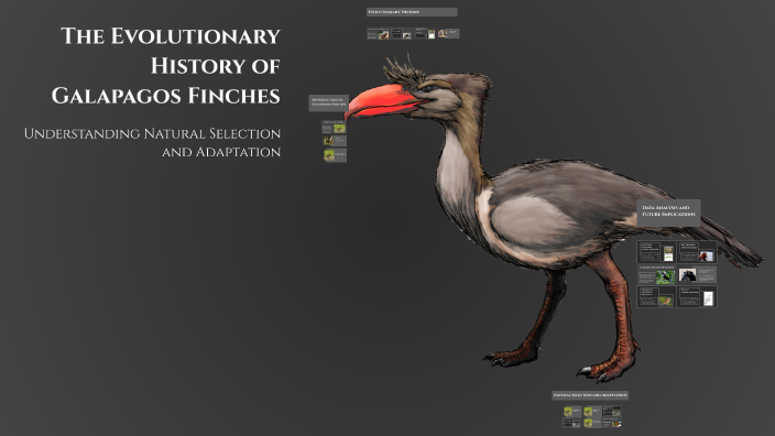 The Evolutionary History of Galapagos Finches by Connor lawrence on Prezi