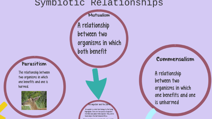 Symbiotic Relationships by Gabriella Pirri on Prezi
