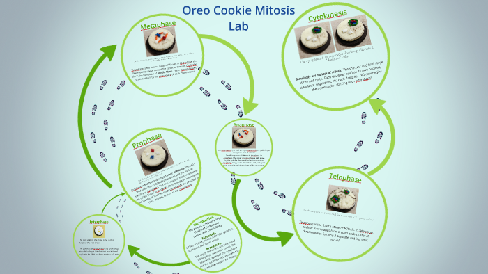 Oreo Mitosis Lab by Christina Clay on Prezi