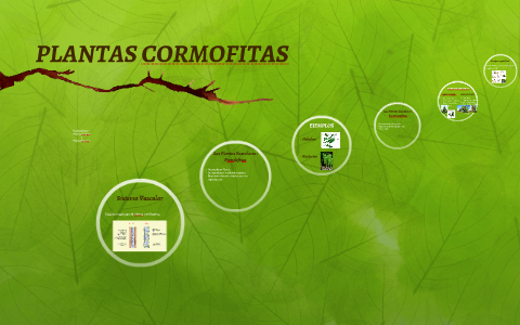 PLANTAS CORMOFITAS by Marina Galiano Maldonado on Prezi