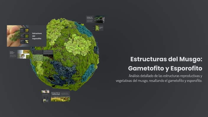 Estructuras del Musgo: Gametofito y Esporofito by Marco García on Prezi