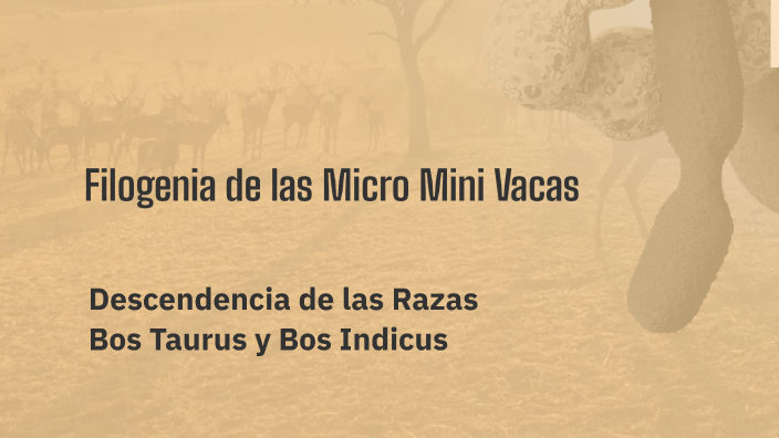 Filogenia de las Micro Mini Vacas by MARÍA JOSÉ GONZÁLEZ ZAPATA on Prezi