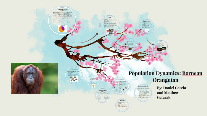 Population Dynamics: Bornean Orangutan by Daniel Garcia on Prezi