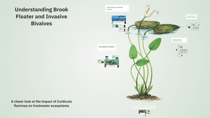 Understanding Brook Floater and Invasive Bivalves by zach schumber on Prezi