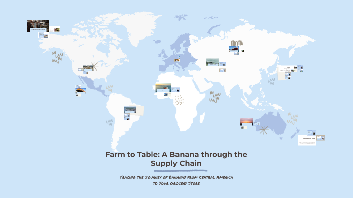 Farm to Table: A Banana through the Supply Chain by Hannah Milliet on Prezi