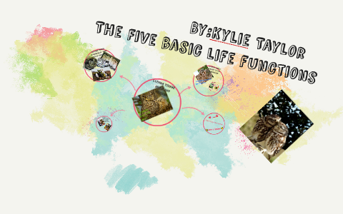 The Five Basic life functions by REBECCA BAGGETT on Prezi