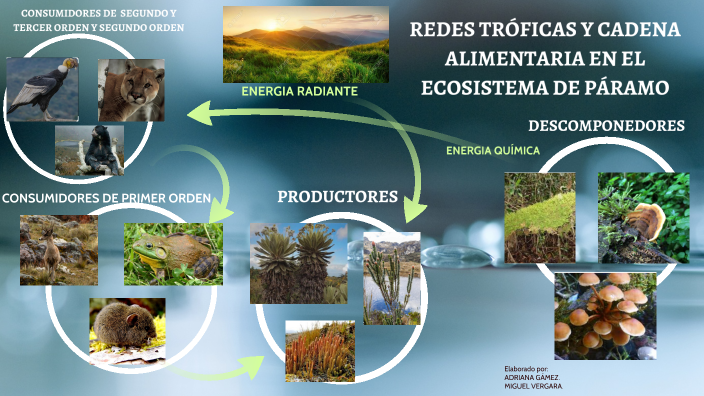 Diagrama de Flujo y Materia del Ecosistema Paramo by Adriana Paola ...