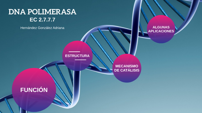 DNA polimerasa by Adriana Hernández González on Prezi