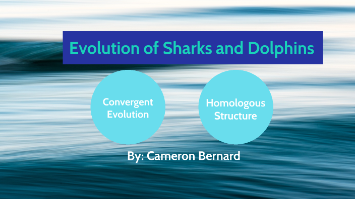 Evolution of Dolphins and Sharks by Cameron Bernard on Prezi