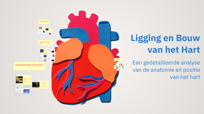 Ligging en Bouw van het Hart by Anaïs Van Haelst on Prezi