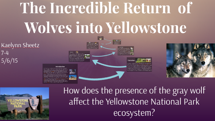 The Reintroduction of Wolves into Yellowstone. by Kaelynn Sheetz on Prezi