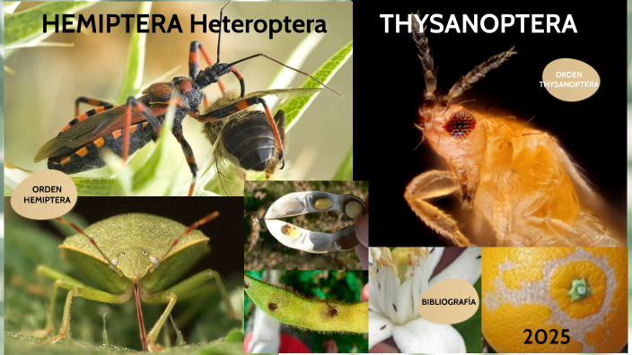 THYSANOPTERA - HEMIPTERA by sebastian agostini on Prezi