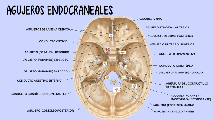 AGUJEROS ENDOCRANEALES by Eunice Vasquez Sanchez on Prezi