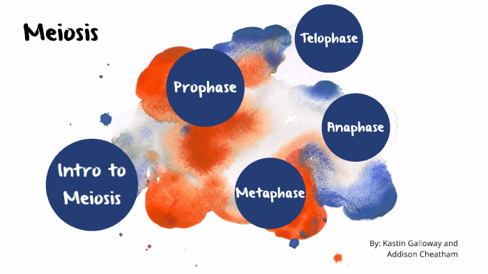 Meiosis by Addison Cheatham on Prezi