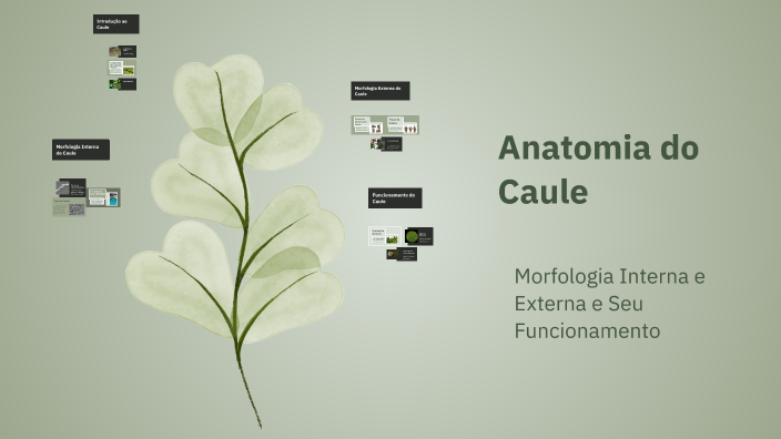 Anatomia do Caule by Nicoli Gabrieli Barichello on Prezi