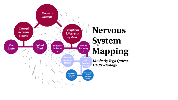 Nervous System Mapping by Kimberly Vega Quiroz on Prezi