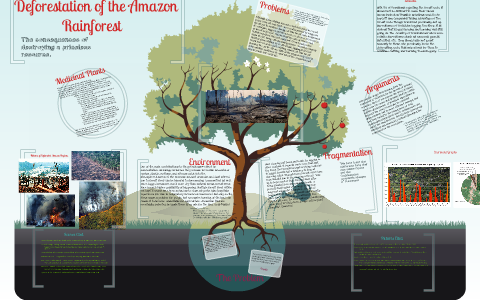 Deforestation of the Amazon Rainforest by Erin Caby on Prezi