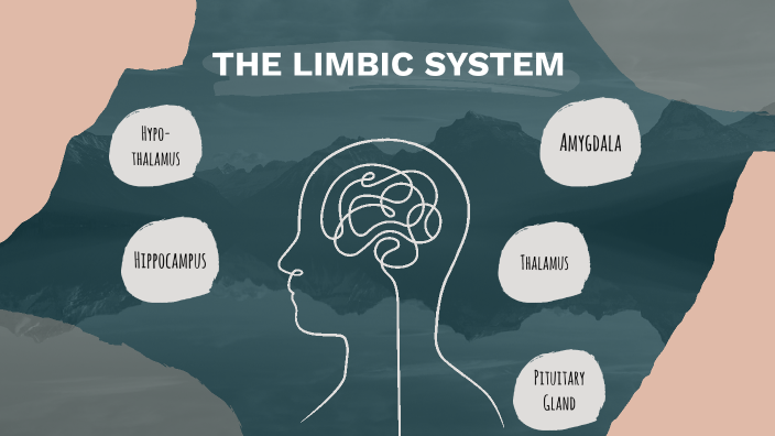 Emotional Brain-Limbic System by Cassidy Hodges on Prezi