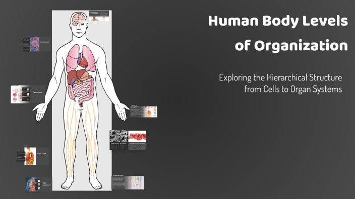 Human Body Levels of Organization by leemar simon on Prezi